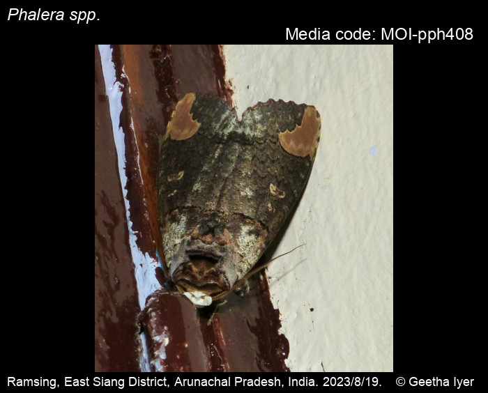 Phalera spp. | Moths